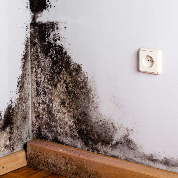 Mold Removal Los Angeles, California - Precision Mold Removal